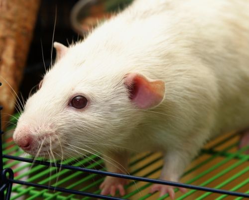 Jordanian and Israeli Rodents - Foreign Policy Blogs